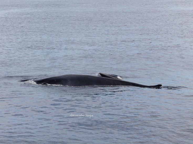 Una balena e il suo cucciolo tra Genova e Recco, lo scatto ...